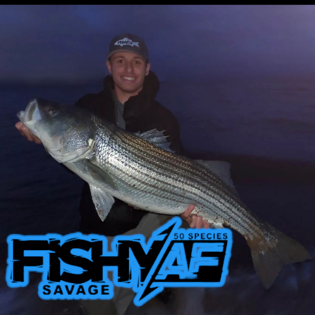 Striped Bass - FishyAF Species # 1